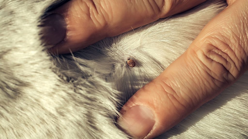 La zecca: come riconoscerla, come toglierla e come prevenirla