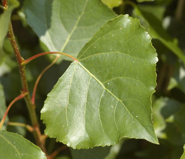 Pioppo cipressino (Populus nigra Italica) - Piemonte Tartufi
