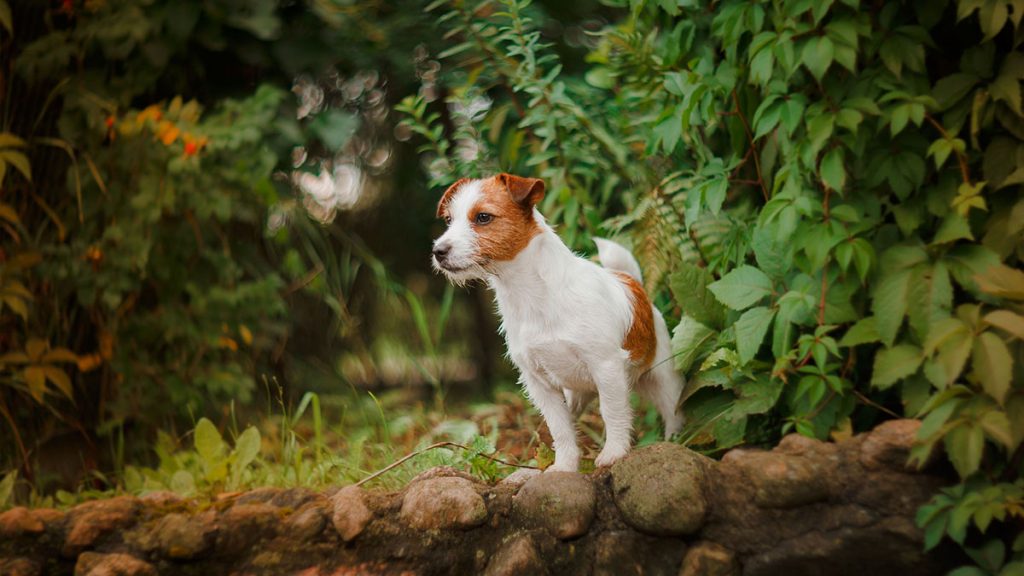 Jack russell terrier - carattere, prezzo e caratteristiche | Piemonte ...