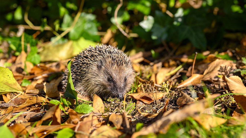 Il riccio : cosa mangia,dove vive,fotografie - Piemonte Tartufi